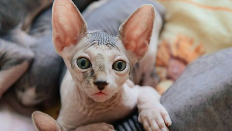 Unusual looking cats: 10 striking felines | PetsRadar