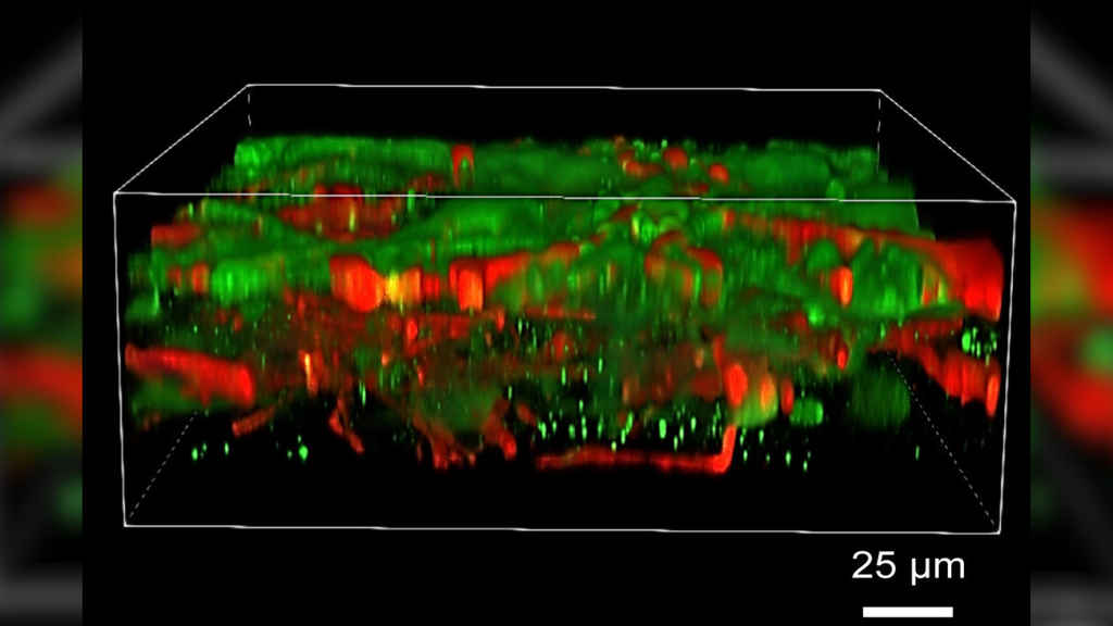 3D-printed human brain tissue works like the real thing | Live Science