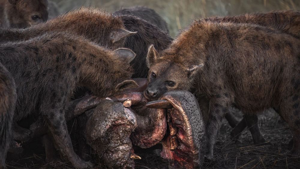 This photographer spent three days photographing a dead hippo – and it ...