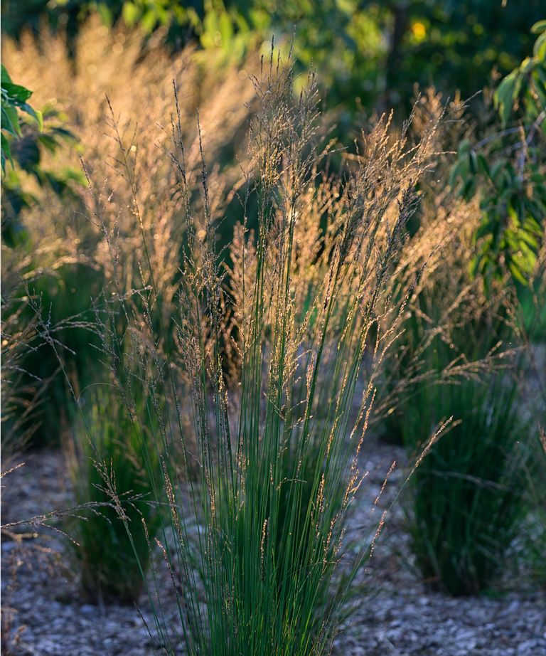 Best grasses for containers: 5 top choices for pots | Homes and Gardens