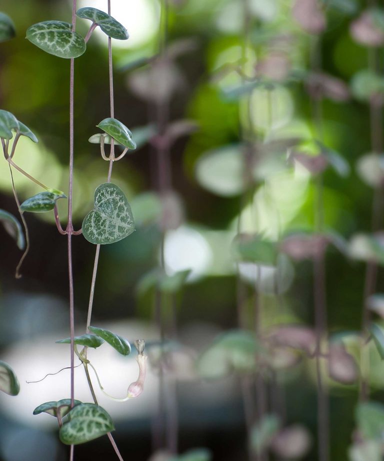 String-of-hearts care and growing guide | Homes and Gardens