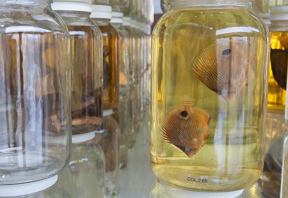 The Brutal Art of Extinction | Live Science