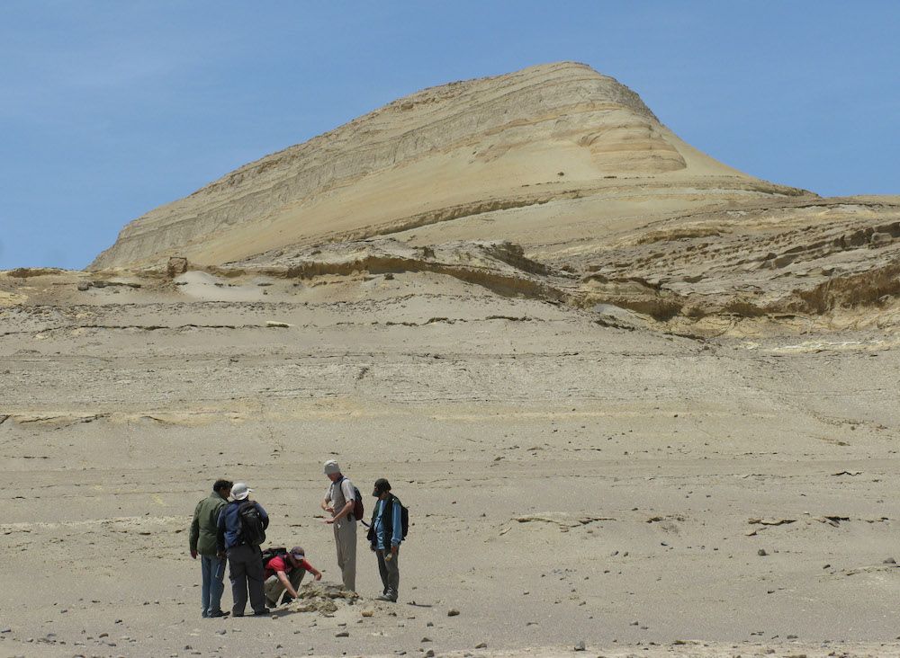 Ancient 'Toothy' Dolphin Fossils Found in Peru Desert | Live Science