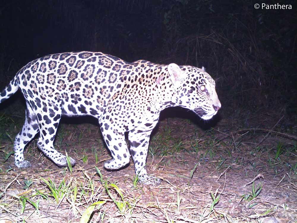 Big Cats: Photos Reveal Elusive Jaguars | Live Science