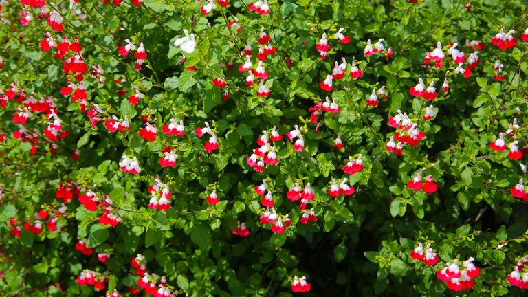 How to grow California roses: expert gardening advice | Homes and Gardens