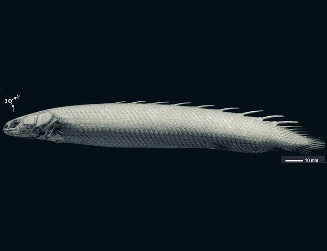 3D-Printed Fish Scales May Improve Military Armor | Live Science