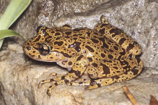 Album: Bizarre Frogs, Lizards and Salamanders | Live Science