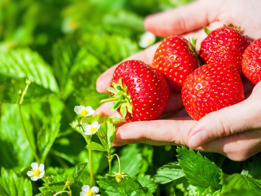 What Is An Elsanta Strawberry - How To Grow Elsanta Strawberry Plants ...