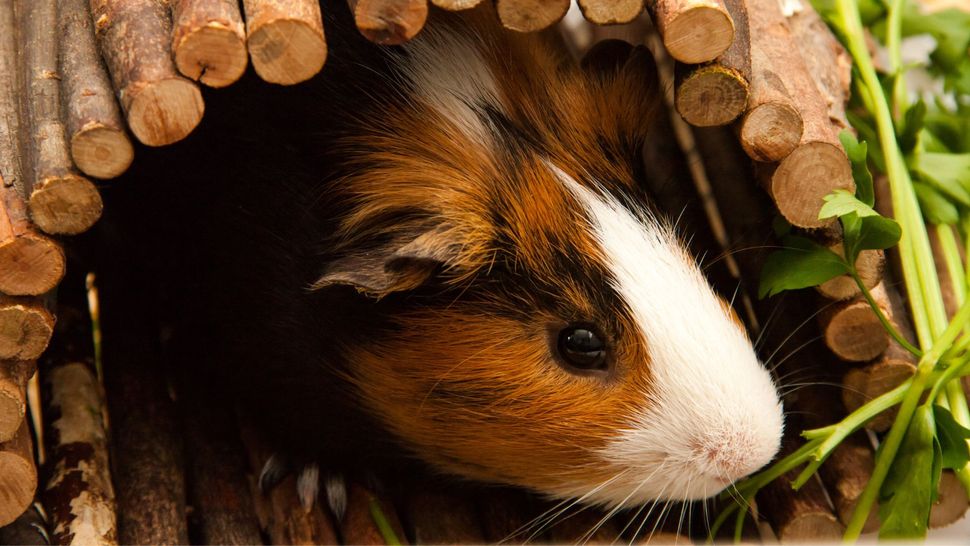 20 fun facts about guinea pigs | PetsRadar
