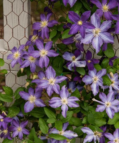 Clematis wilt: how to identify and treat this plant disease | Gardeningetc