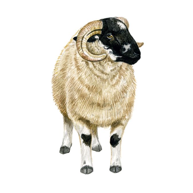 21 native British sheep breeds and how to recognise them | Country Life