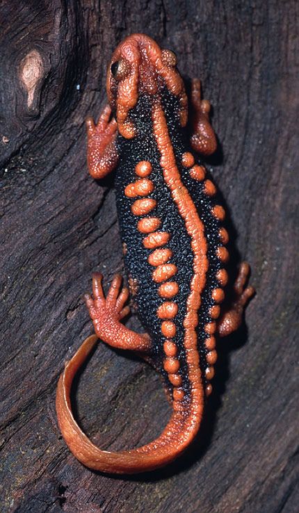 Photos: The New Amphibian Tree of Life | Live Science