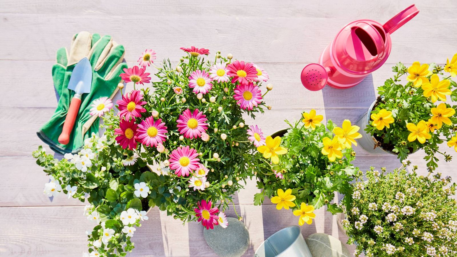 3 Fabulous Dollar Store Container Gardening Ideas | Gardening Know How