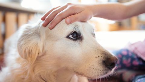 19 most affectionate dog breeds that love to be loved | PetsRadar