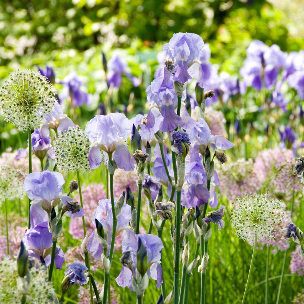 Tips & Information about Iris | Gardening Know How