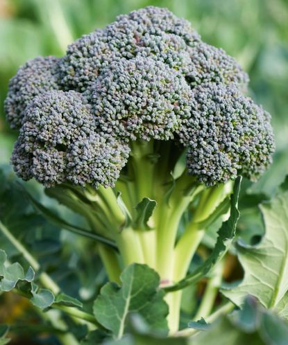 9 Cut And Come Again Crops For Small Spaces | Gardening Know How