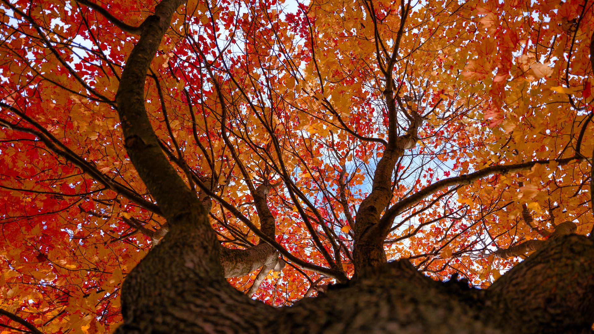I photographed the fall colors with a compact camera. This is the ...