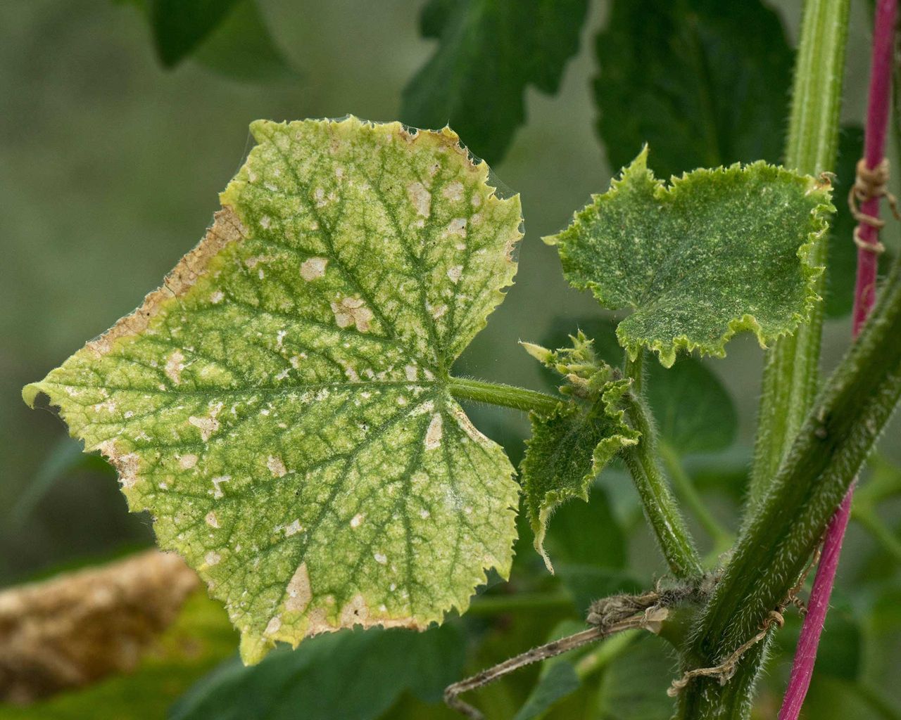 Cucumber diseases and pests: how to tackle 5 common issues | Gardeningetc