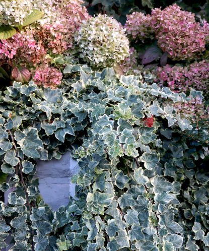 Best fall containers: 16 easy options for potted stunners | Homes and ...