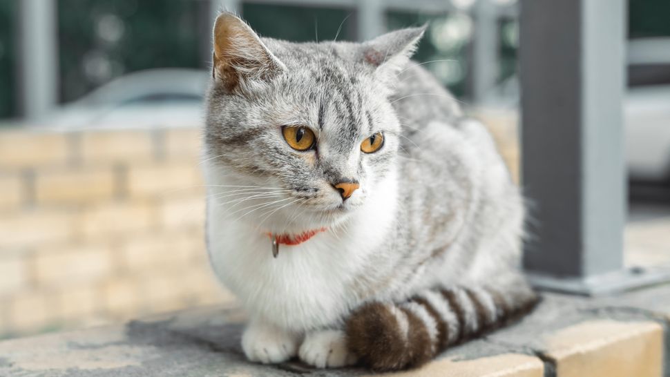 32 best cats for seniors | PetsRadar