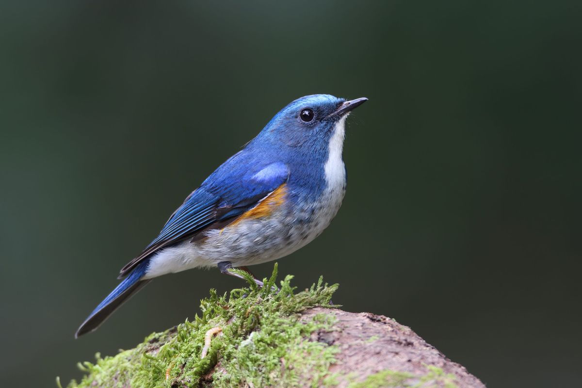 Jonathan Self: 'Everyone deserves to engage with Nature, but enough is ...