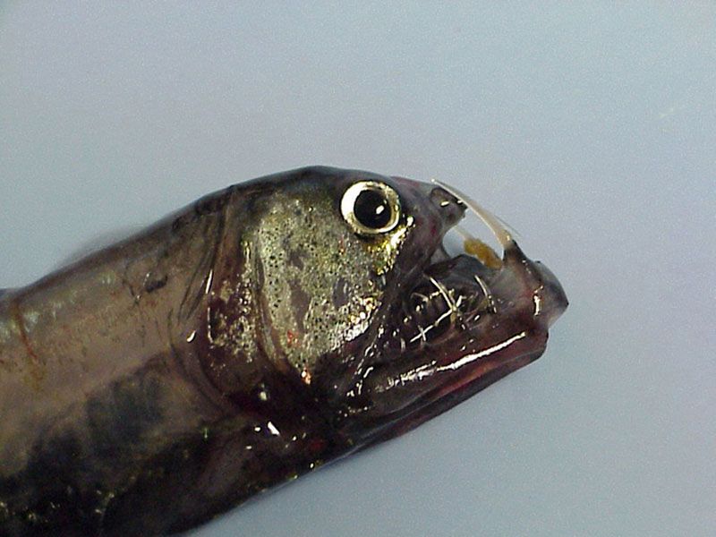 In photos: Spooky deep-sea creatures: Page 2 | Live Science