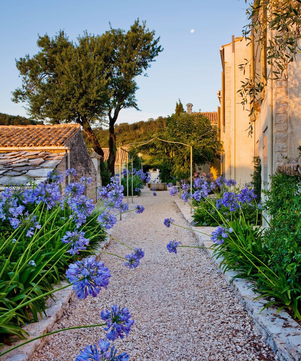 The 6 best agapanthus varieties to grow at home | Homes and Gardens