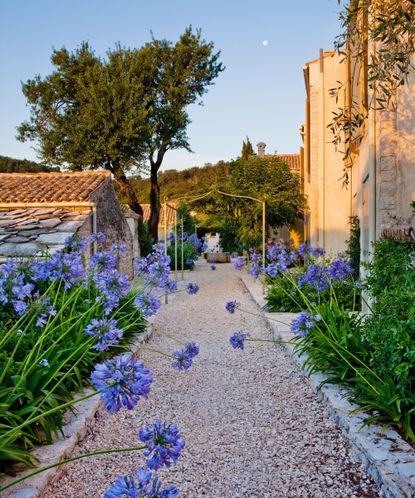 The 6 best agapanthus varieties to grow at home | Homes and Gardens