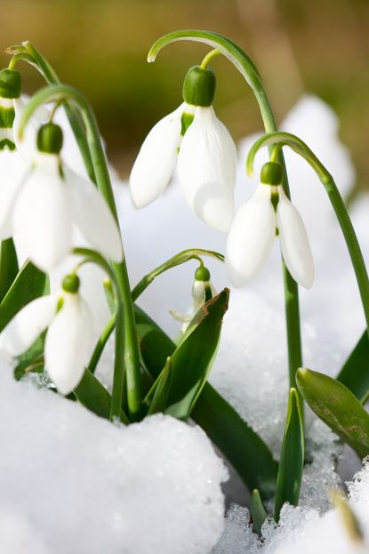 Best snowdrops to grow: our expert picks for a winter garden | Homes ...