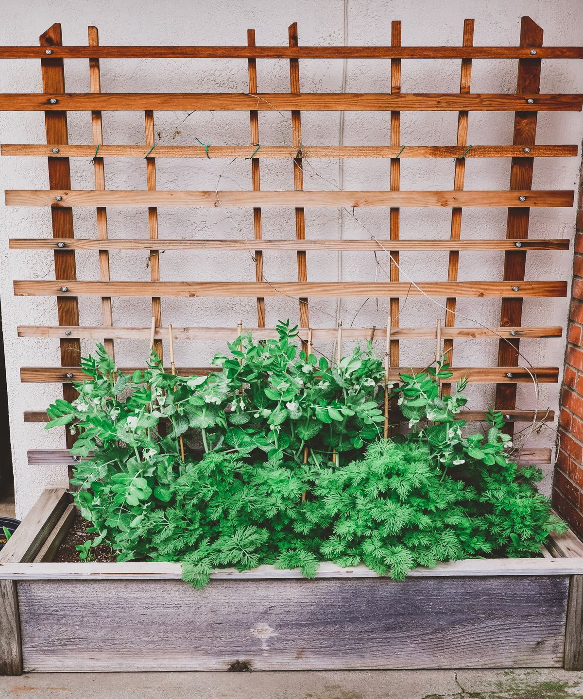 Patio Planting Ideas: 15 Ways to Spruce Up Your Outdoor Area | Homebuilding