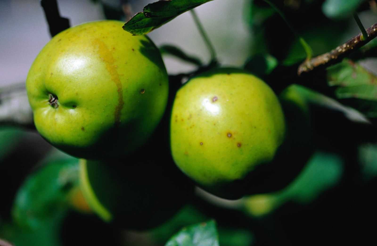 There are 7,000 varieties of apple out there — and you've probably ...