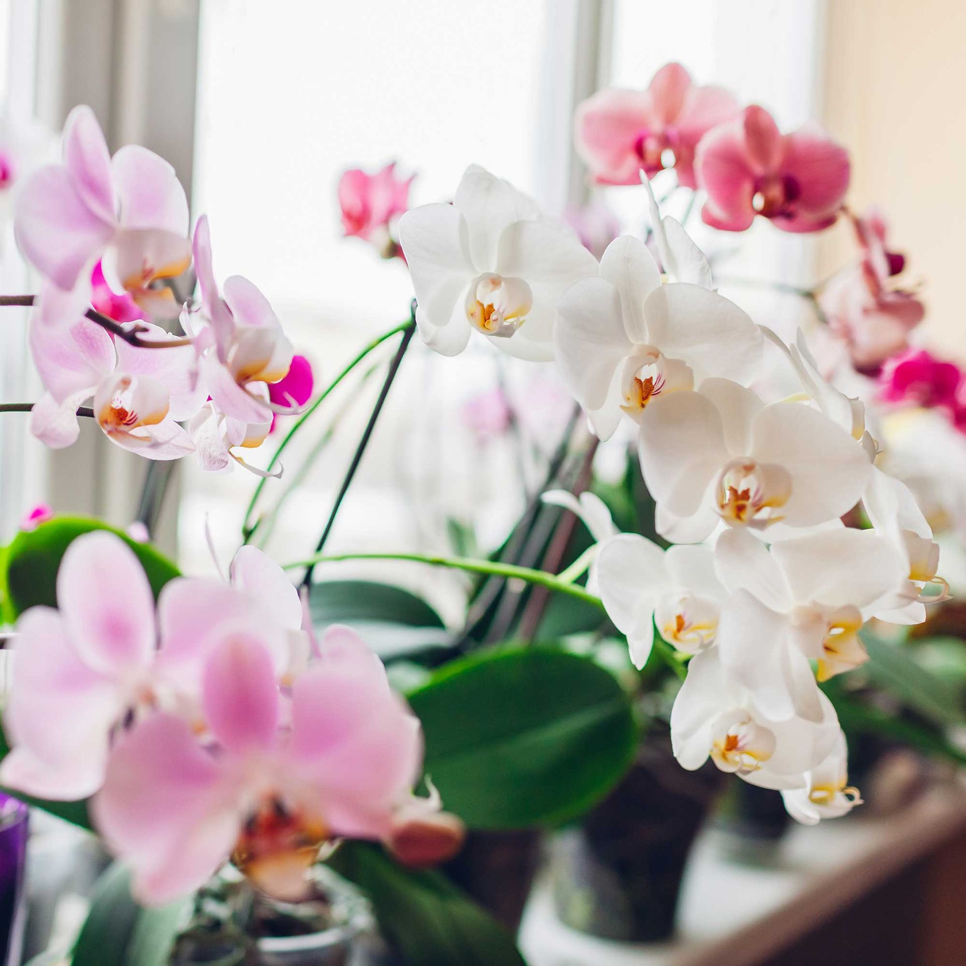 How to care for an orchid: a simple guide for beginners | Ideal Home