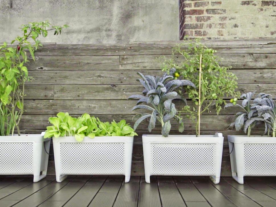 GROW Duo is a connected planter that lets you easily grow your own ...