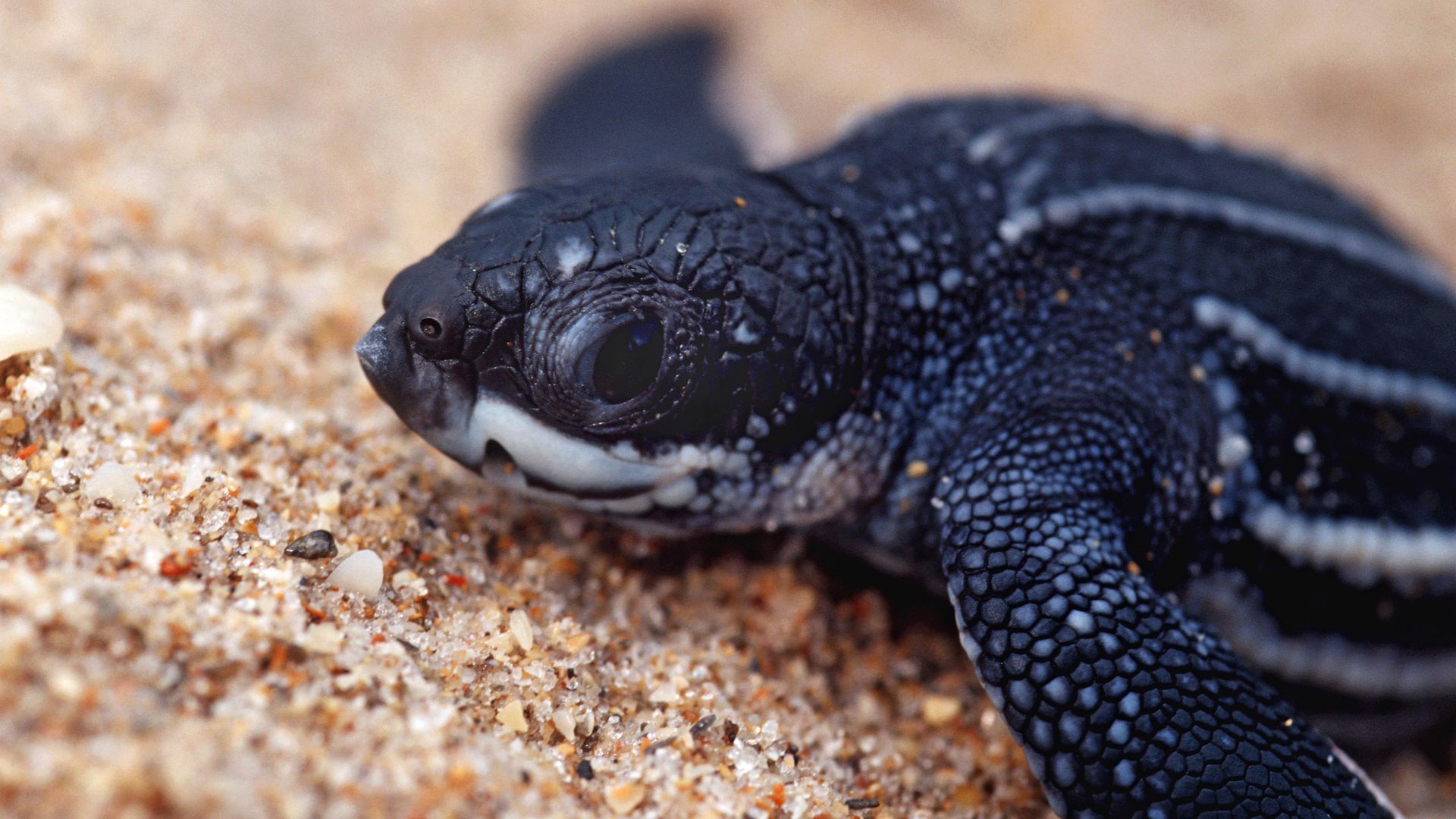 Baby leatherback sea turtles thriving due to COVID-19 beach ...