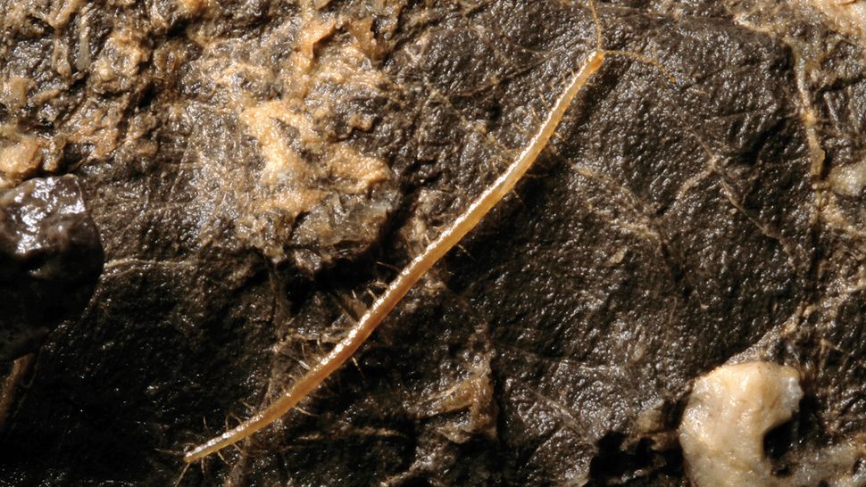 20 of the best named animal species on Earth, from Boops boop to Agra ...