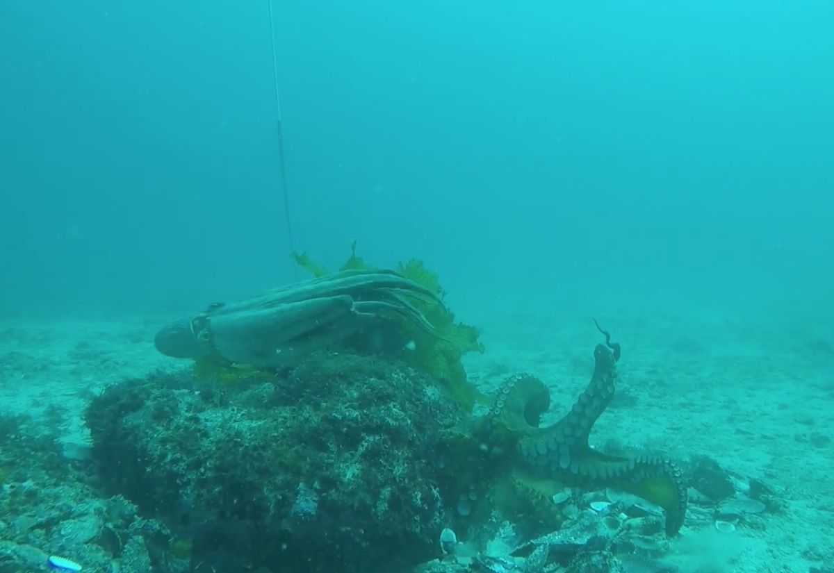 Octlantis: See photos of tight-knit gloomy octopus communities | Live ...