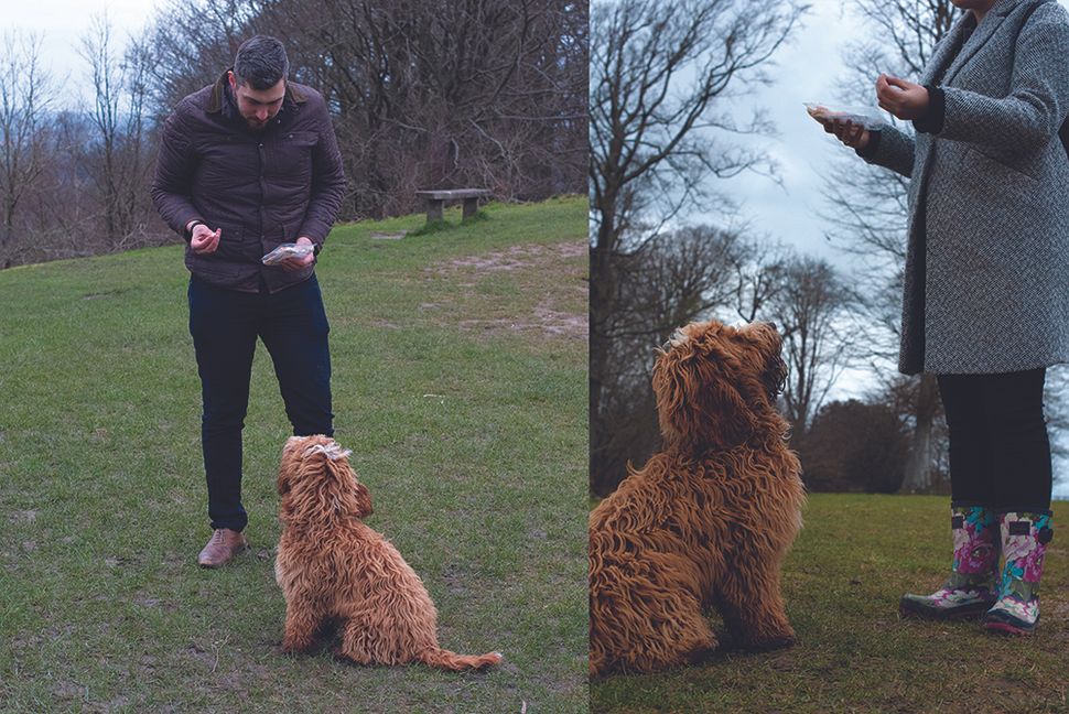 Dog photography: how to shoot action shots of running dogs | Digital ...