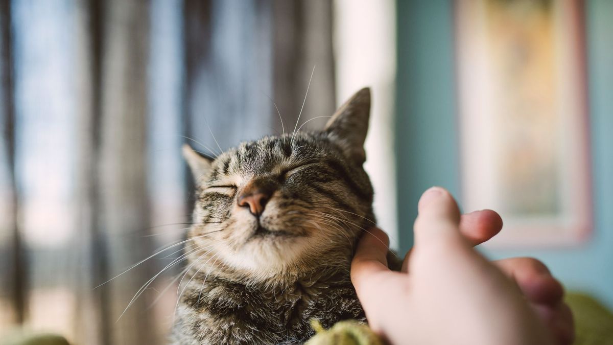 32 tips for training your cat | PetsRadar