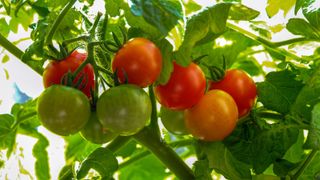 How to use the tomato string method: an expert guide | Homes and Gardens