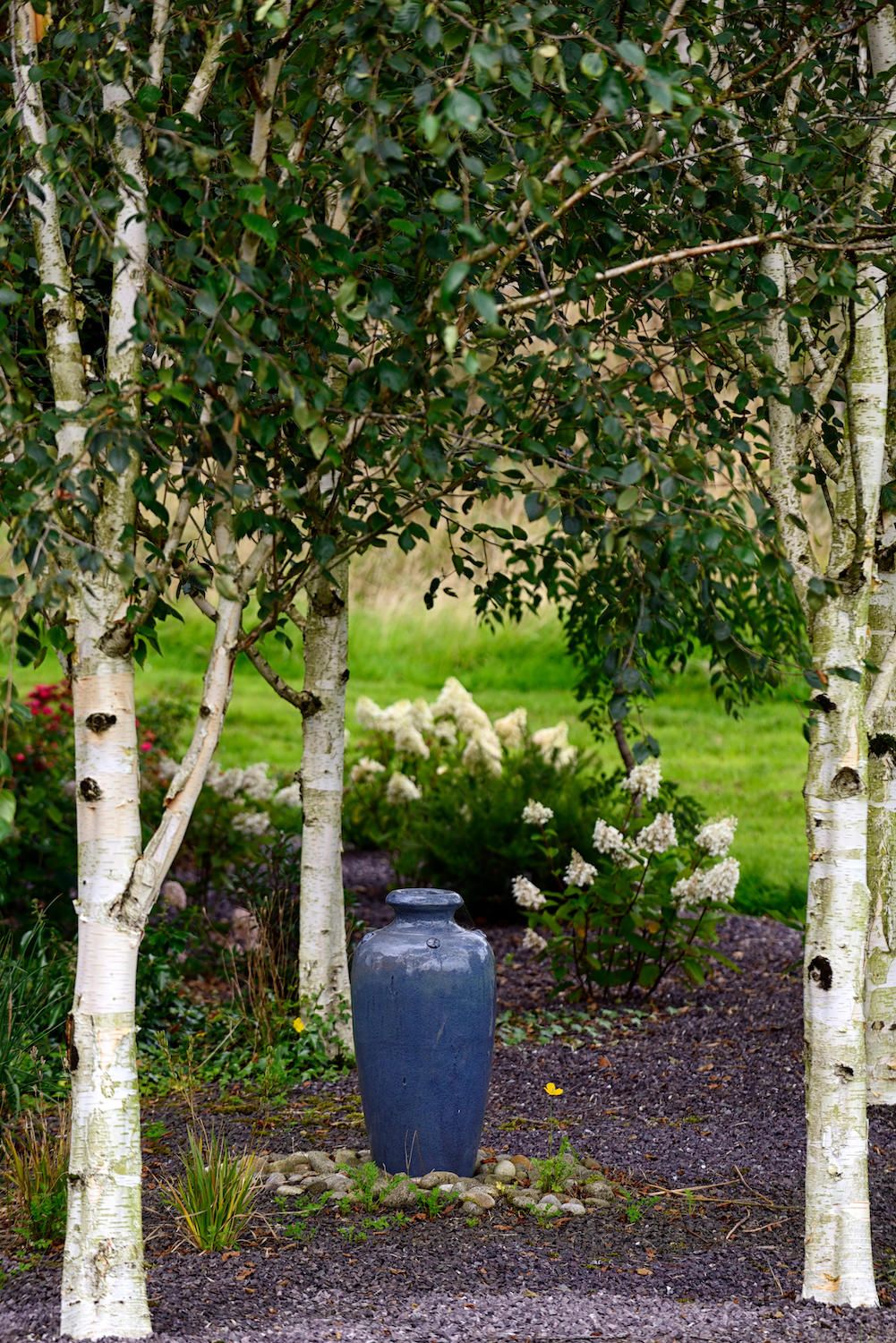 5 Best Trees for a Wind Break | Livingetc