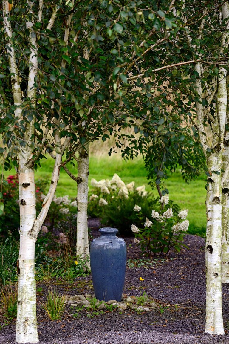5 Best Trees for a Wind Break | Livingetc