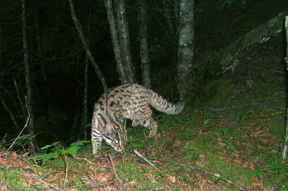 Gallery: China's Rare Creatures Caught on Camera | Live Science