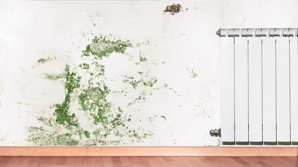 What causes green mould on walls and how to get rid of it | Homebuilding