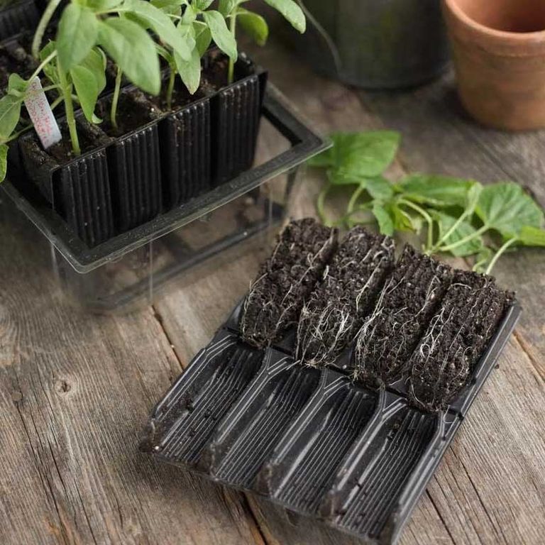 How to sow sweet peas indoors – and why you should start now | Livingetc