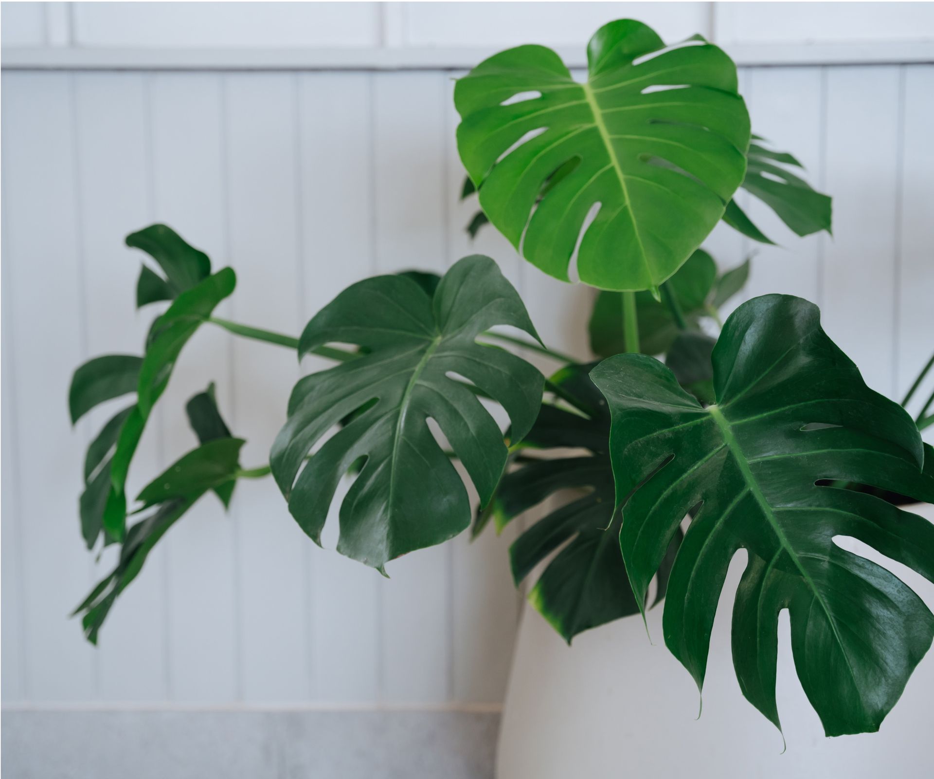 Monstera care guide: 5 expert tips | Homes and Gardens