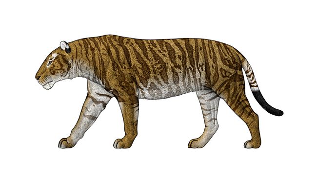 Saber-Toothed Cat Had a Huge Skull, But a Puny Bite | Live Science