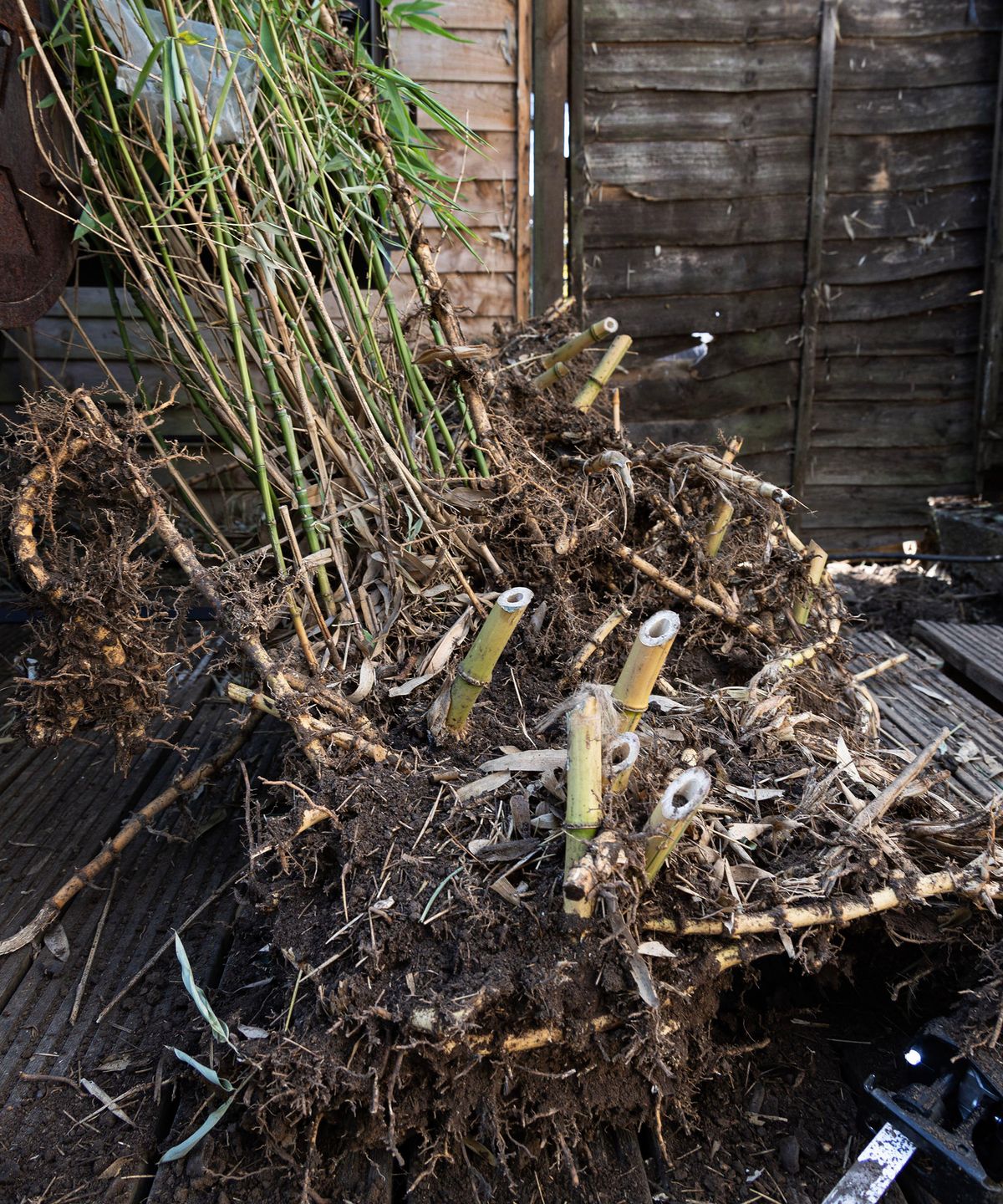 Concerned about invasive bamboo? UK experts offer advice | Homebuilding