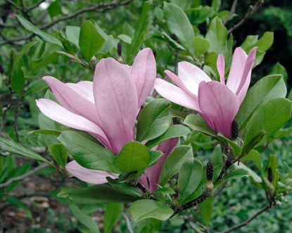 Pink magnolia trees: the top choices for every garden | Gardeningetc