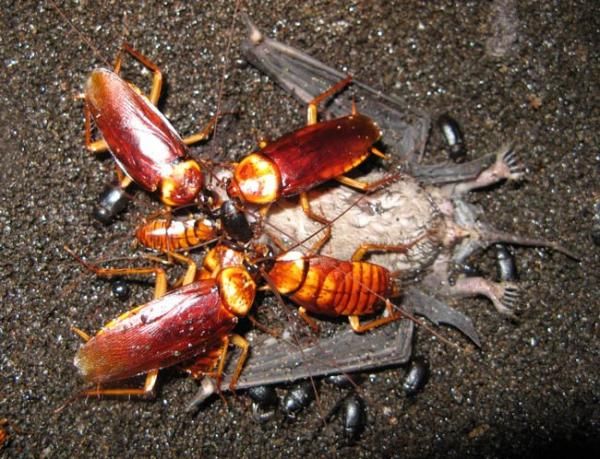 Creepy Crawlies & Flying Wonders: Incredible Cave Creatures | Live Science