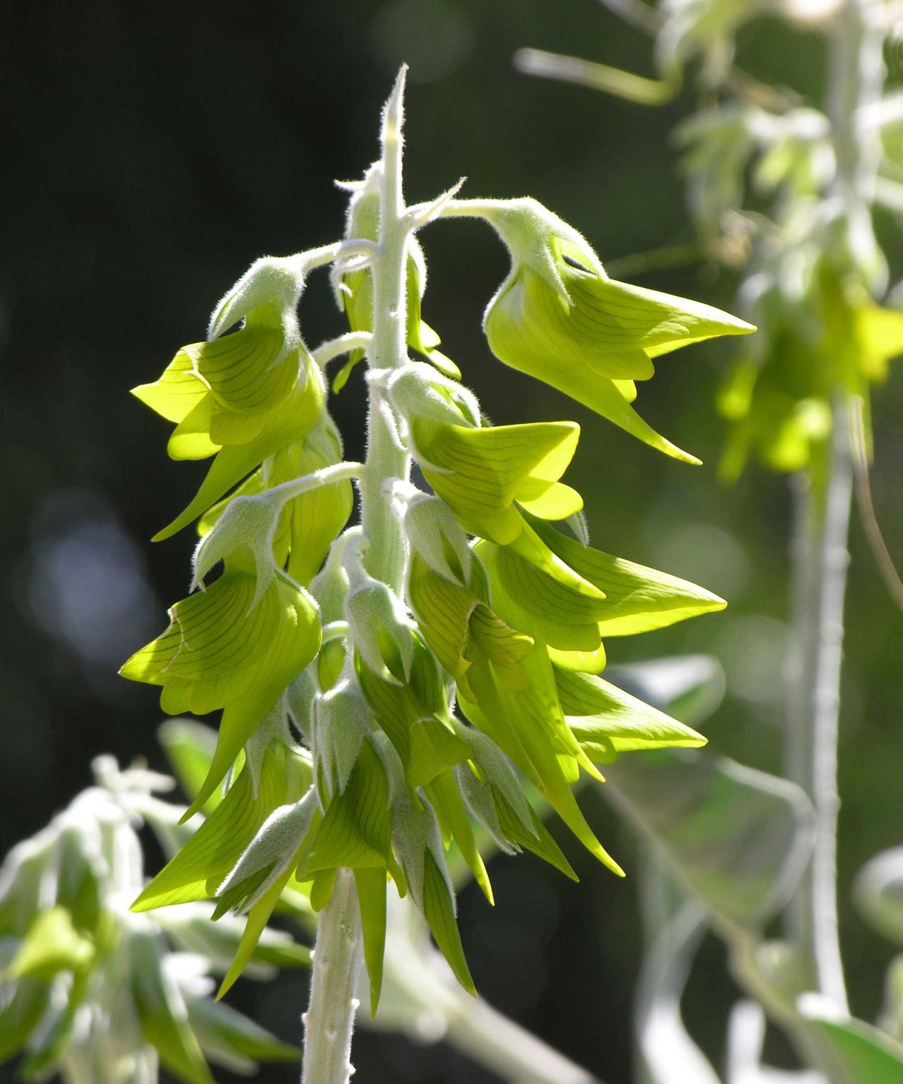 Flowers that look like birds: 5 stunning options | Homes and Gardens
